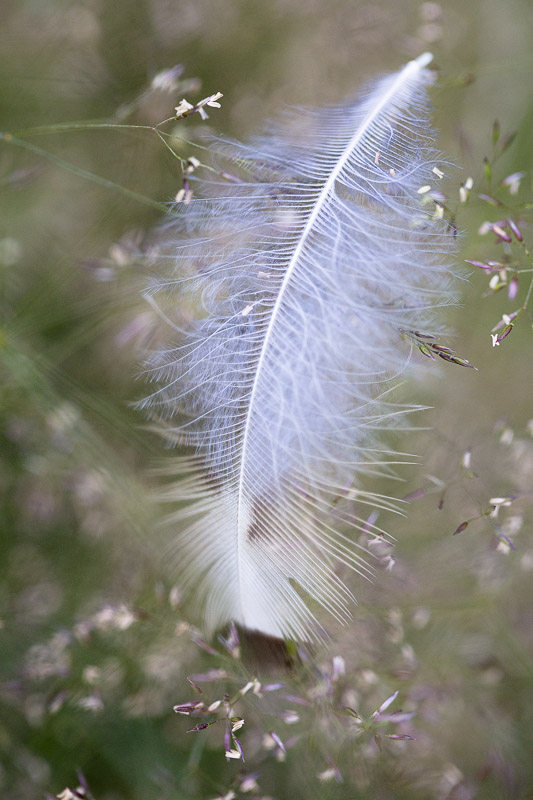 La plume - Régine Heintz Photographies : le blog